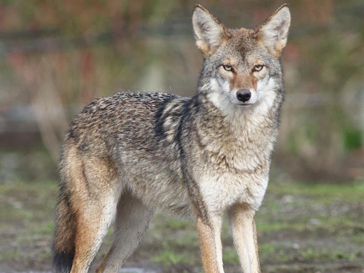 Ataca coyote a niña en parque para perros en Nueva Jersey | Extremo ...
